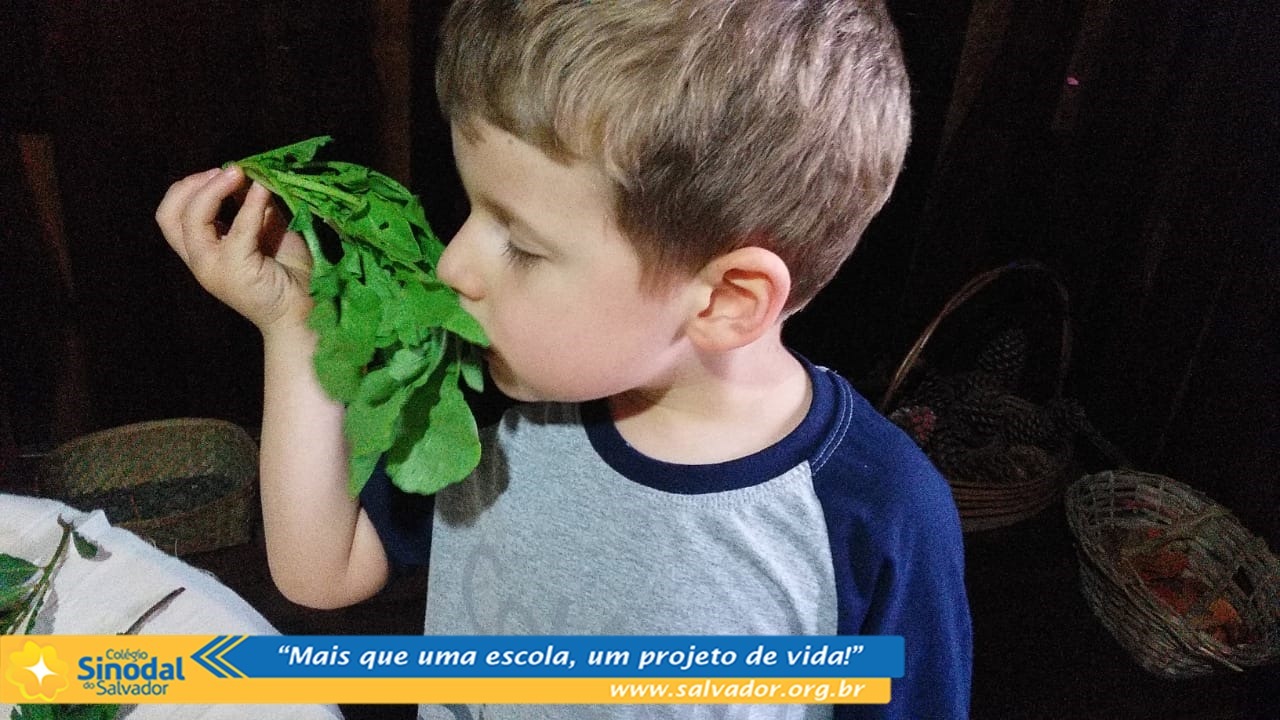 Investigação de alimentos da cor verde – Colégio Sinodal do Salvador